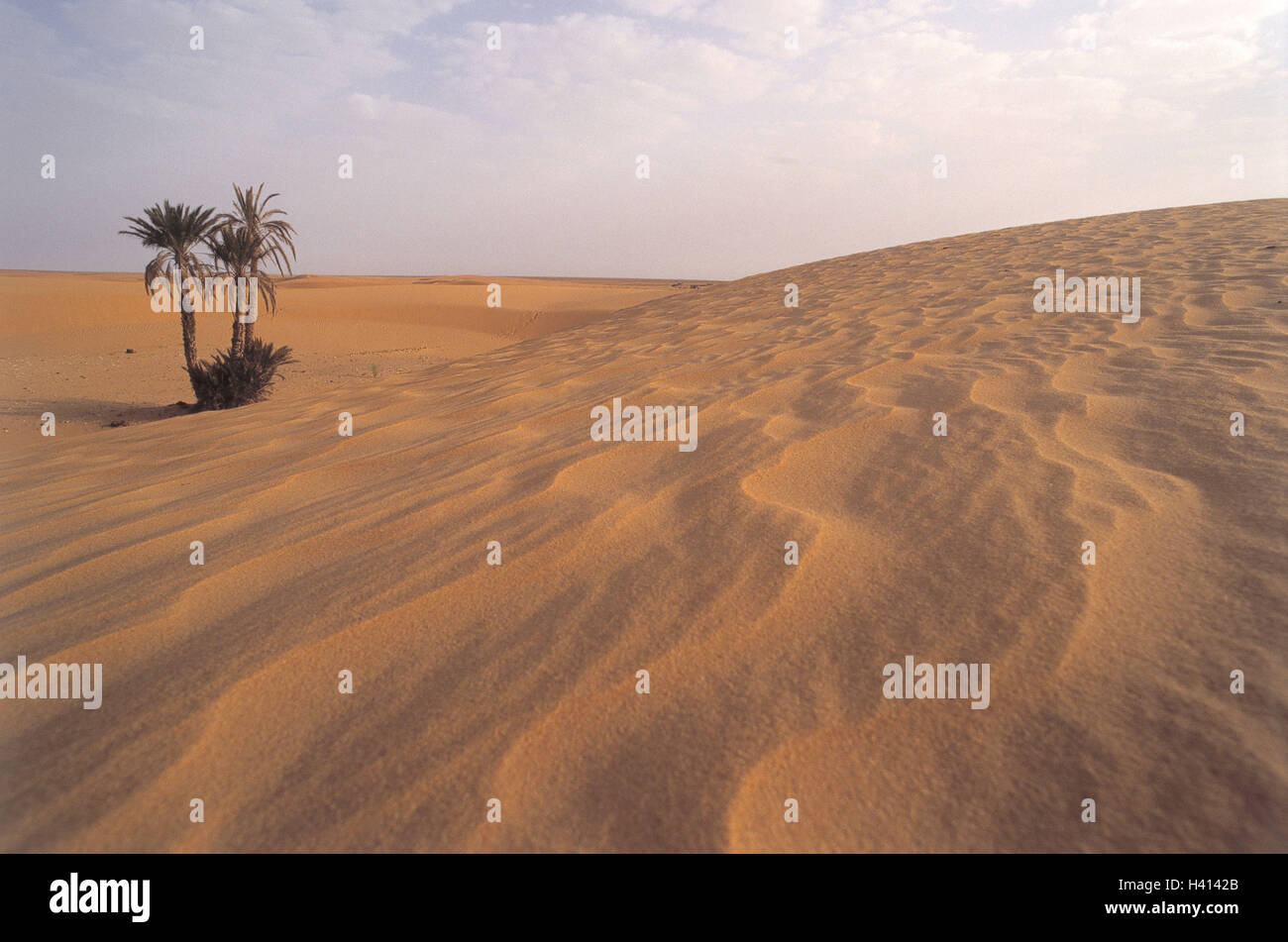 Wild scenery, oasis, palms, desert, Sand desert, dune scenery, Sand ...