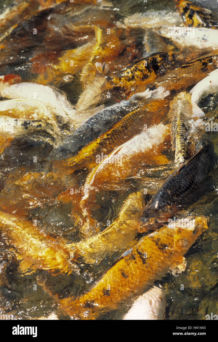 Farm reared fishes hi-res stock photography and images - Alamy