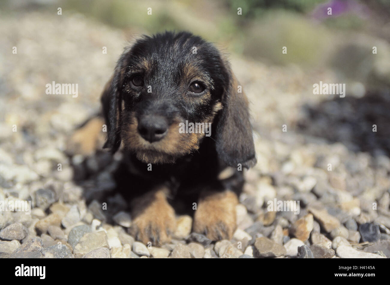 Stones, wire-haired dachshunds, puppy, lie, dog, young, young animal ...
