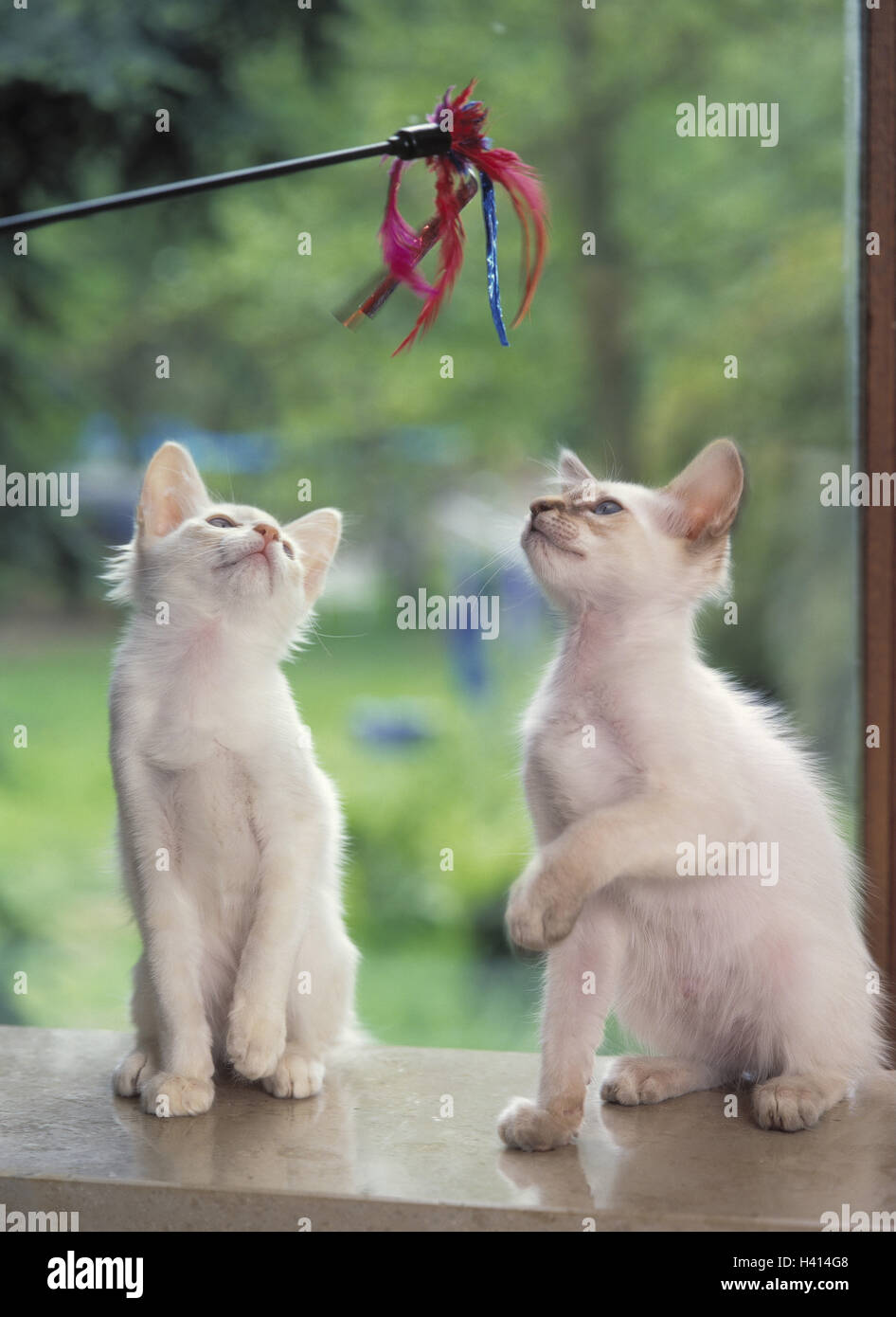 Sill, Balinesische cats, young, cat's toys, play, cat, cats, Balinese ...