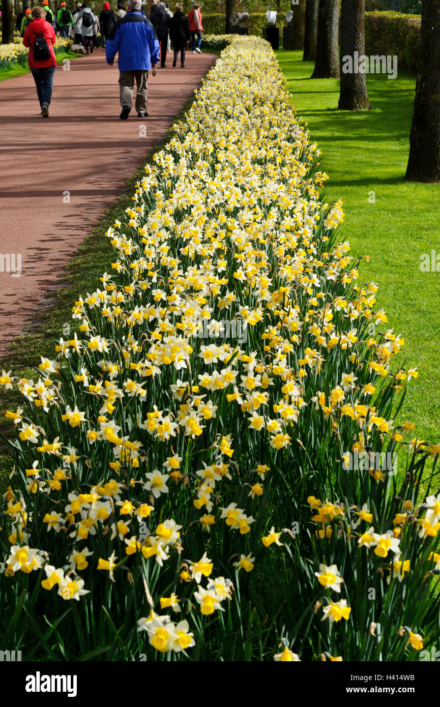 Row of daffodils hi-res stock photography and images - Alamy