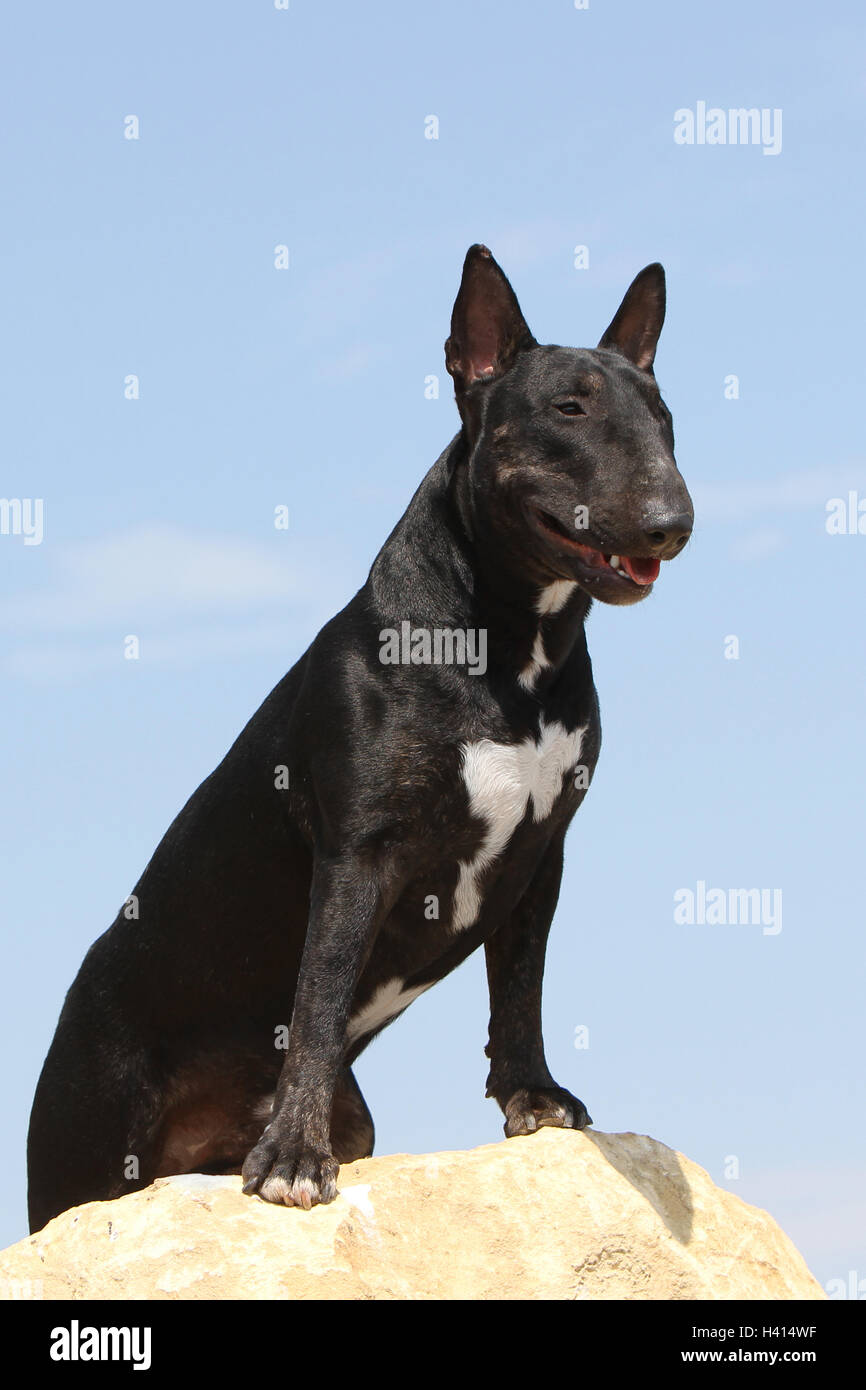 Dog English Bull Terrier / bully / Gladator blue sky on, his, its, hind ...
