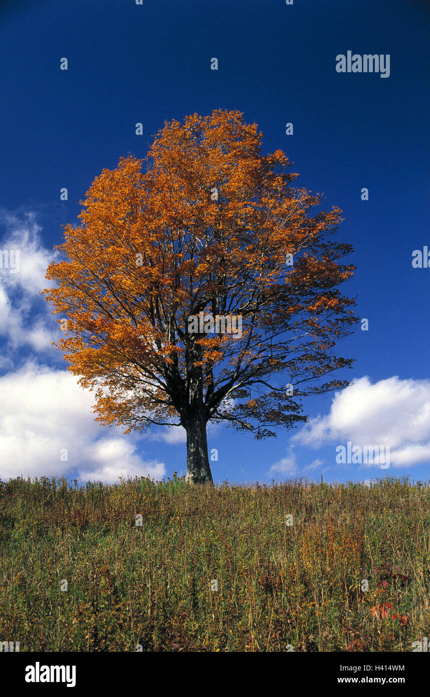 Meadow, maple, Acer spec., autumn, cloudy sky, nature, meadow, autumn ...