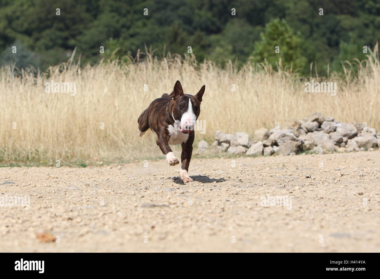 Dog English Bull Terrier / bully / Gladator brindle, running Stock ...