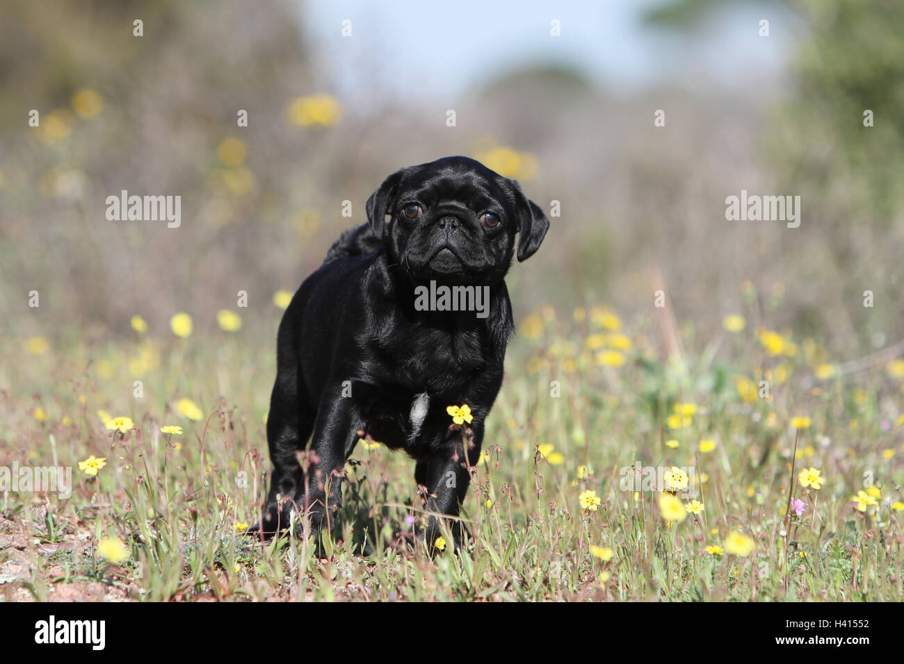 Pug puppy flower hi-res stock photography and images - Alamy
