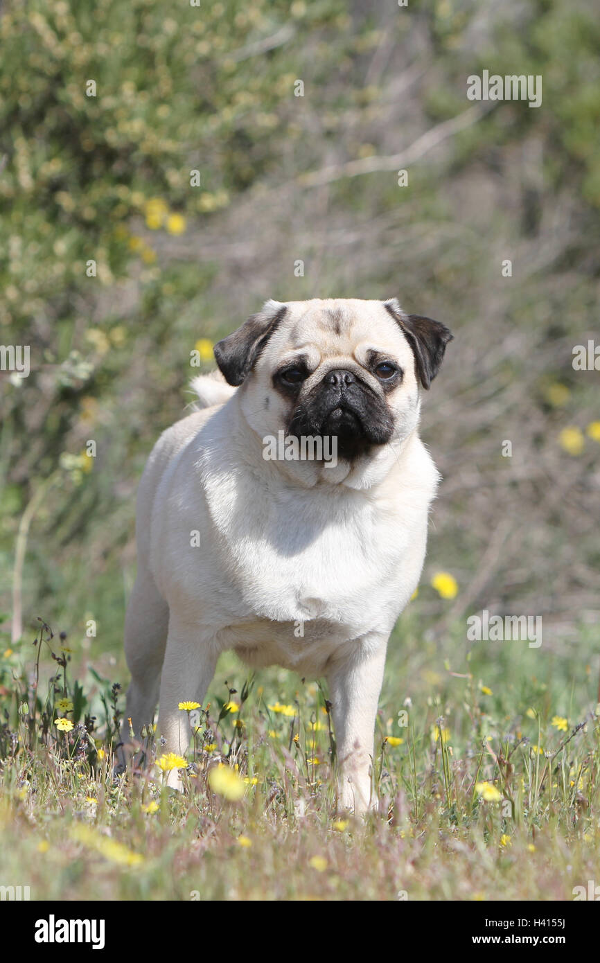 Dog Pug / Carlin / Mops adult fawn Grey gray standing flower flowers in ...