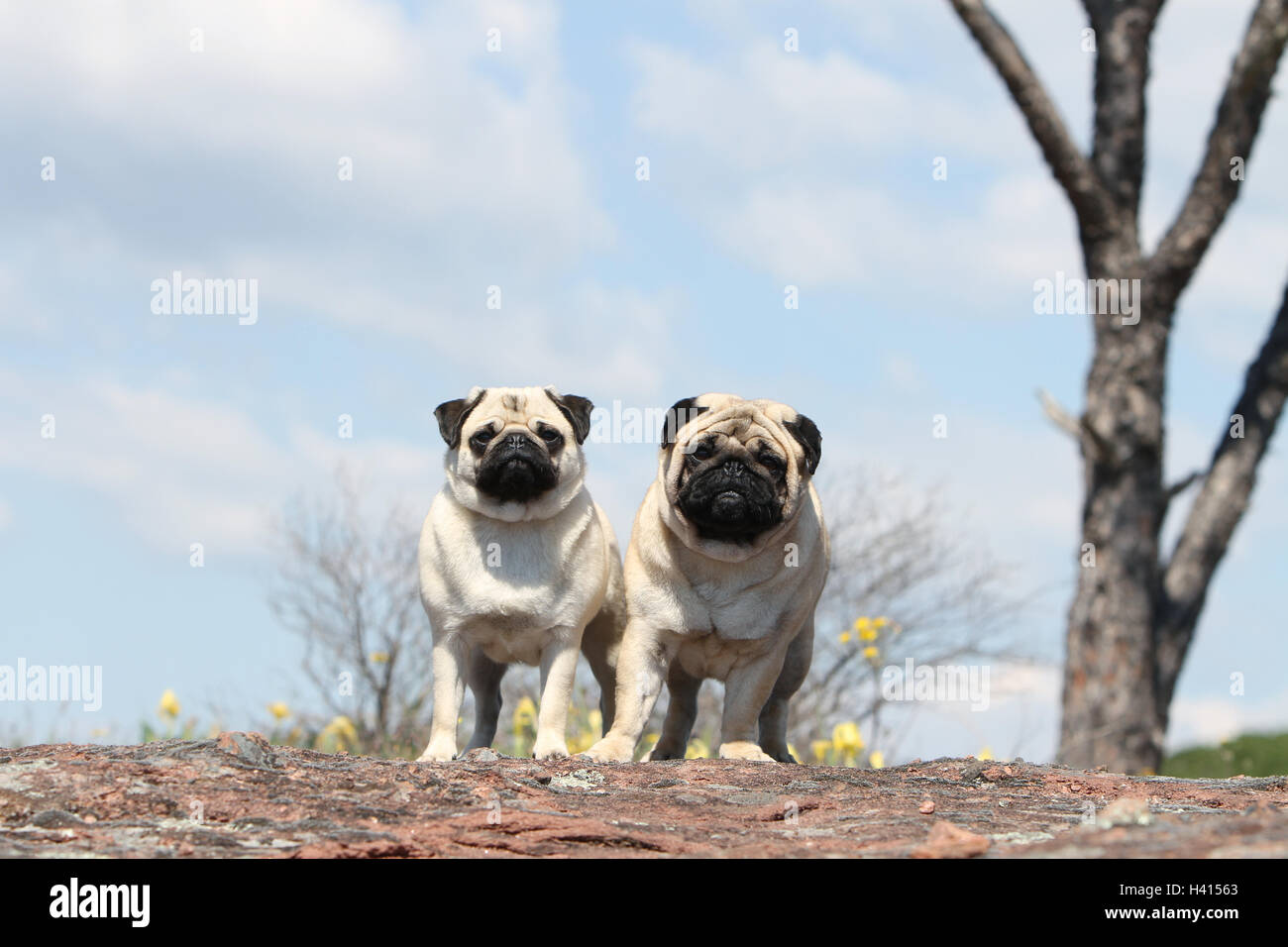 Form breeding groups hi-res stock photography and images - Alamy