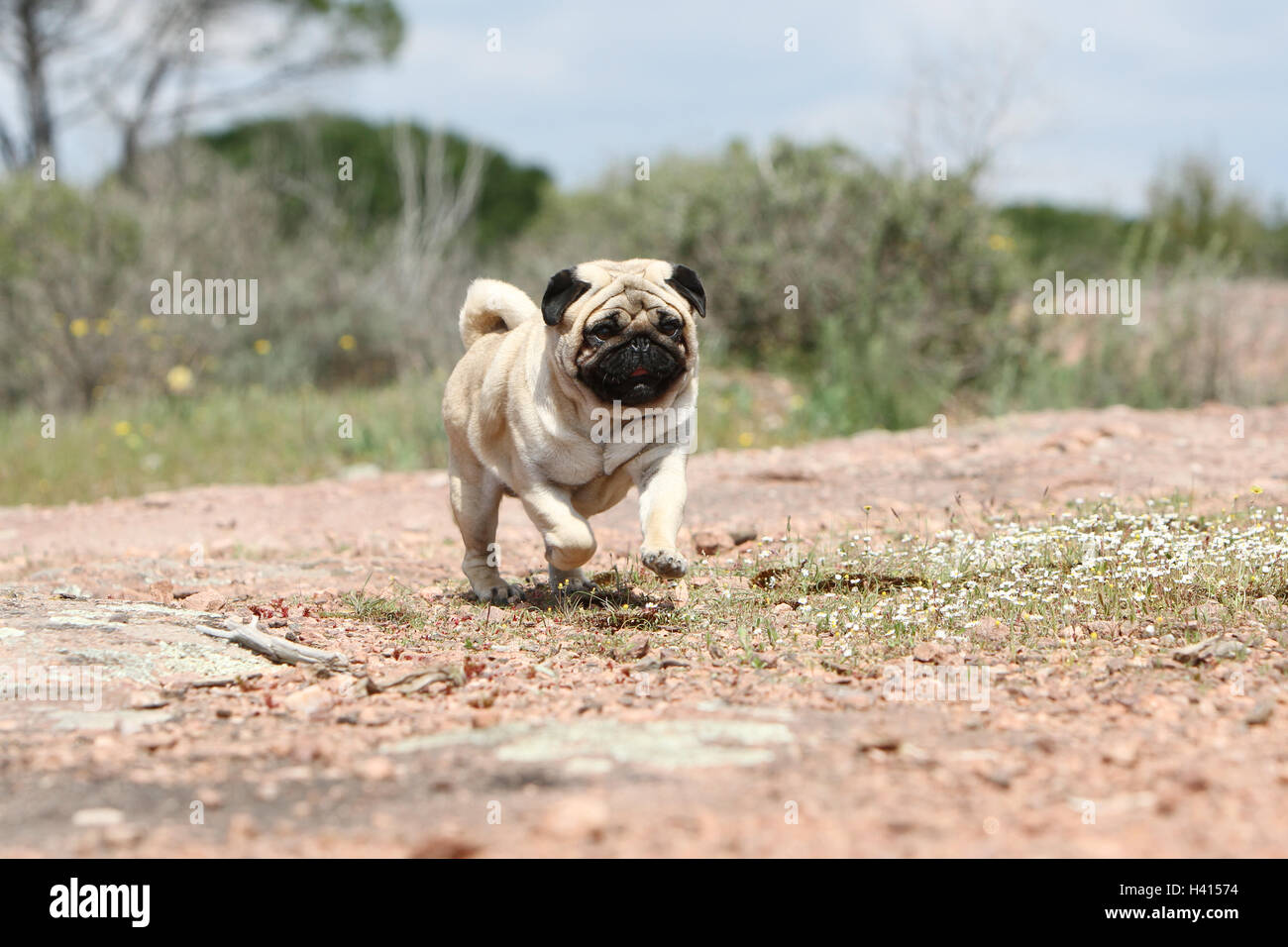 Dog Pug / Carlin / Mops adult fawn grey gray standing rock in the wild ...