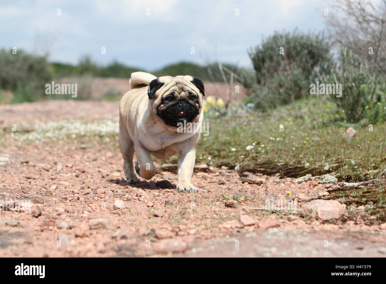 Grey Pug High Resolution Stock Photography and Images - Alamy