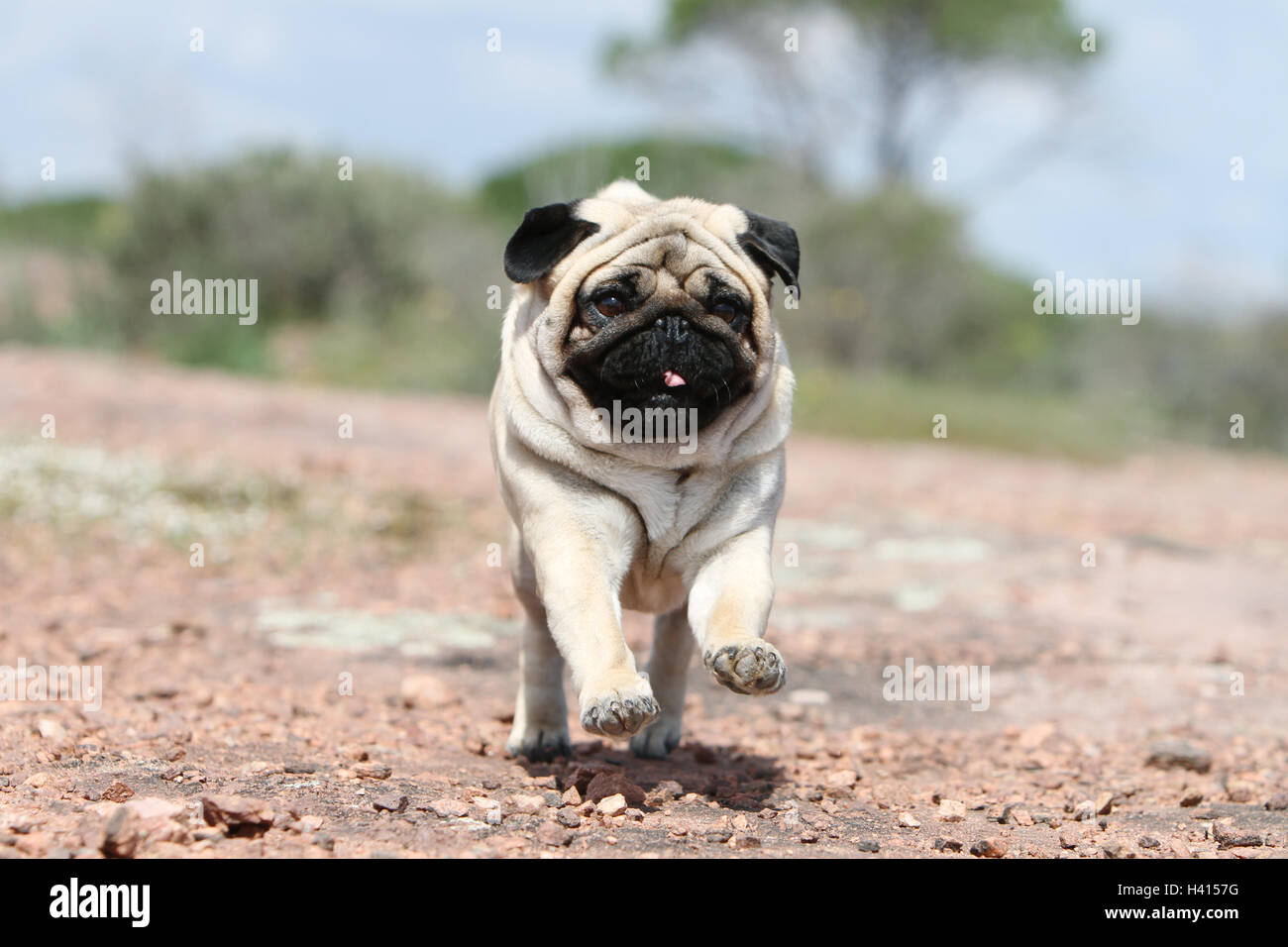 Dog Pug / Carlin / Mops adult fawn grey gray standing rock in the wild ...