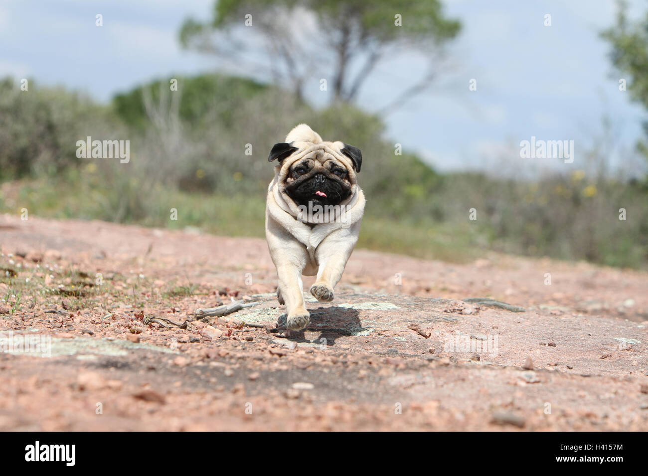Dog Pug / Carlin / Mops adult fawn grey gray standing rock in the wild ...
