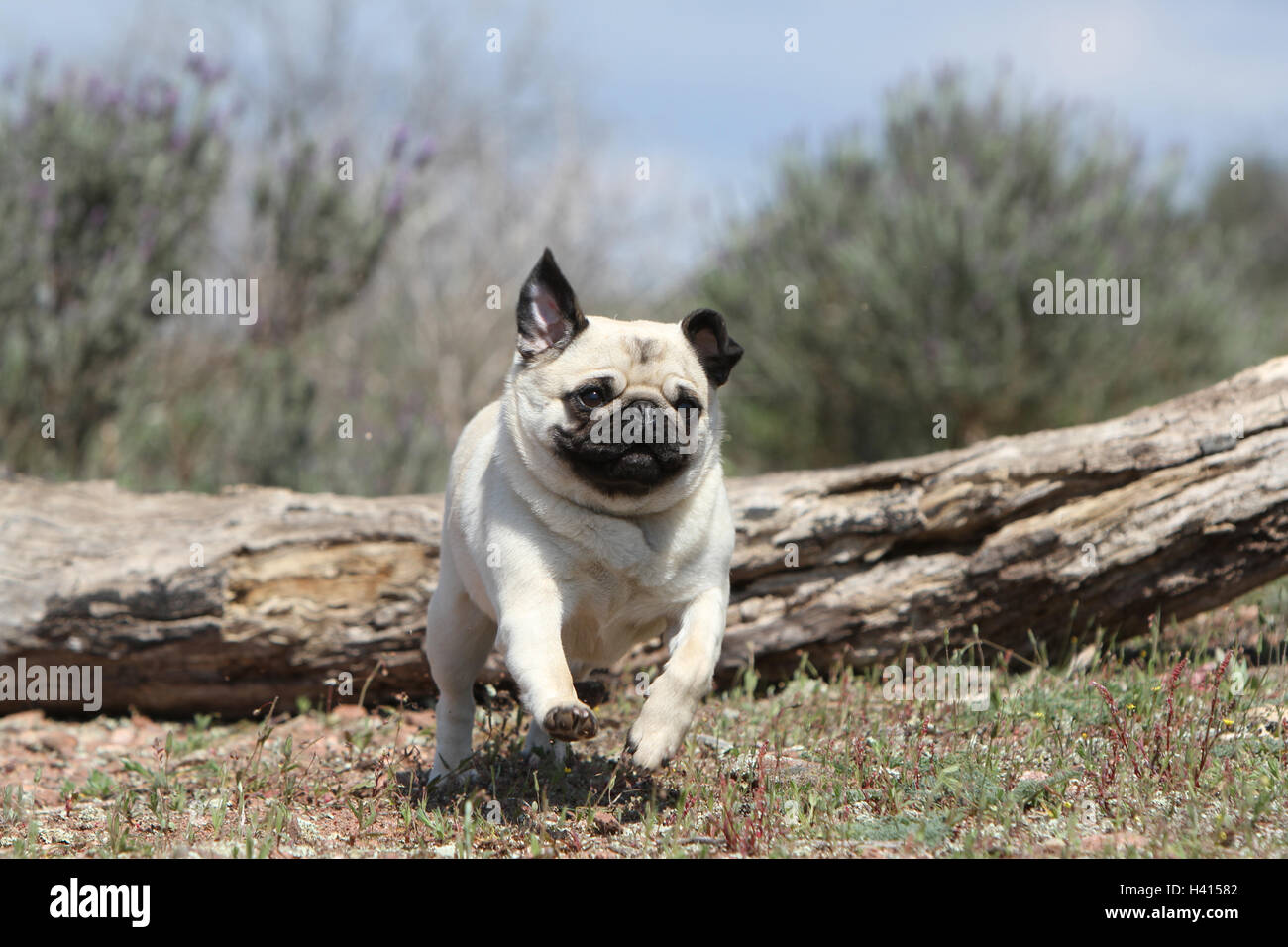 Tree trunk with animal face form hi-res stock photography and images ...