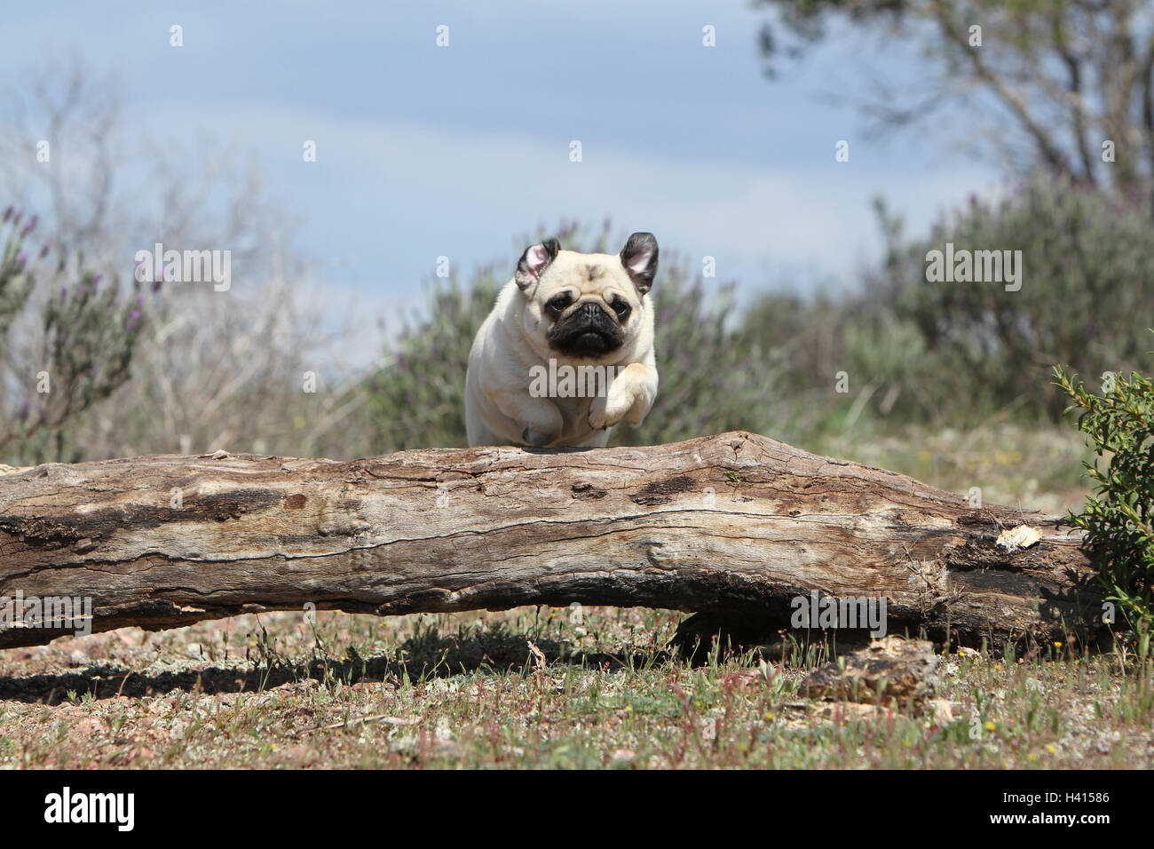 Dog with a curled tail hi-res stock photography and images - Alamy