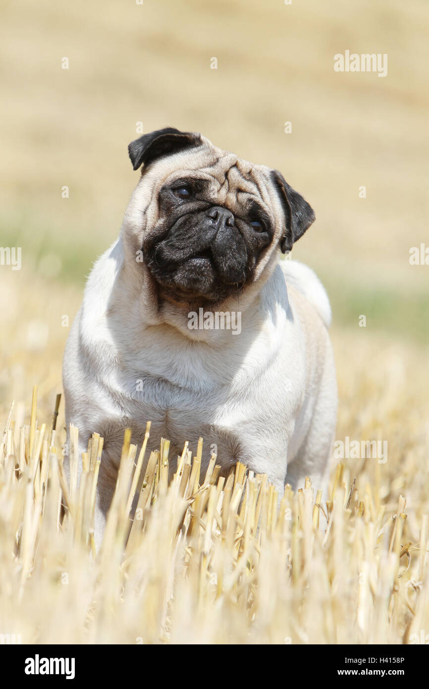 Surprised face dog hi-res stock photography and images - Alamy
