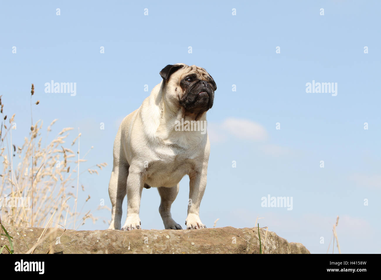 Dog Pug / Carlin / Mops adult fawn portrait blue sky face rock nature ...