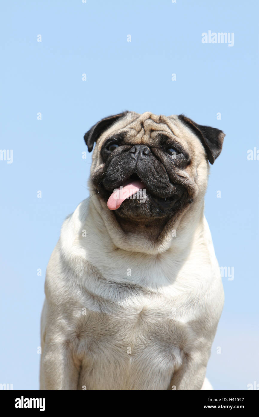 Dog Pug / Carlin / Mops adult fawn portrait blue sky attentive Stock ...