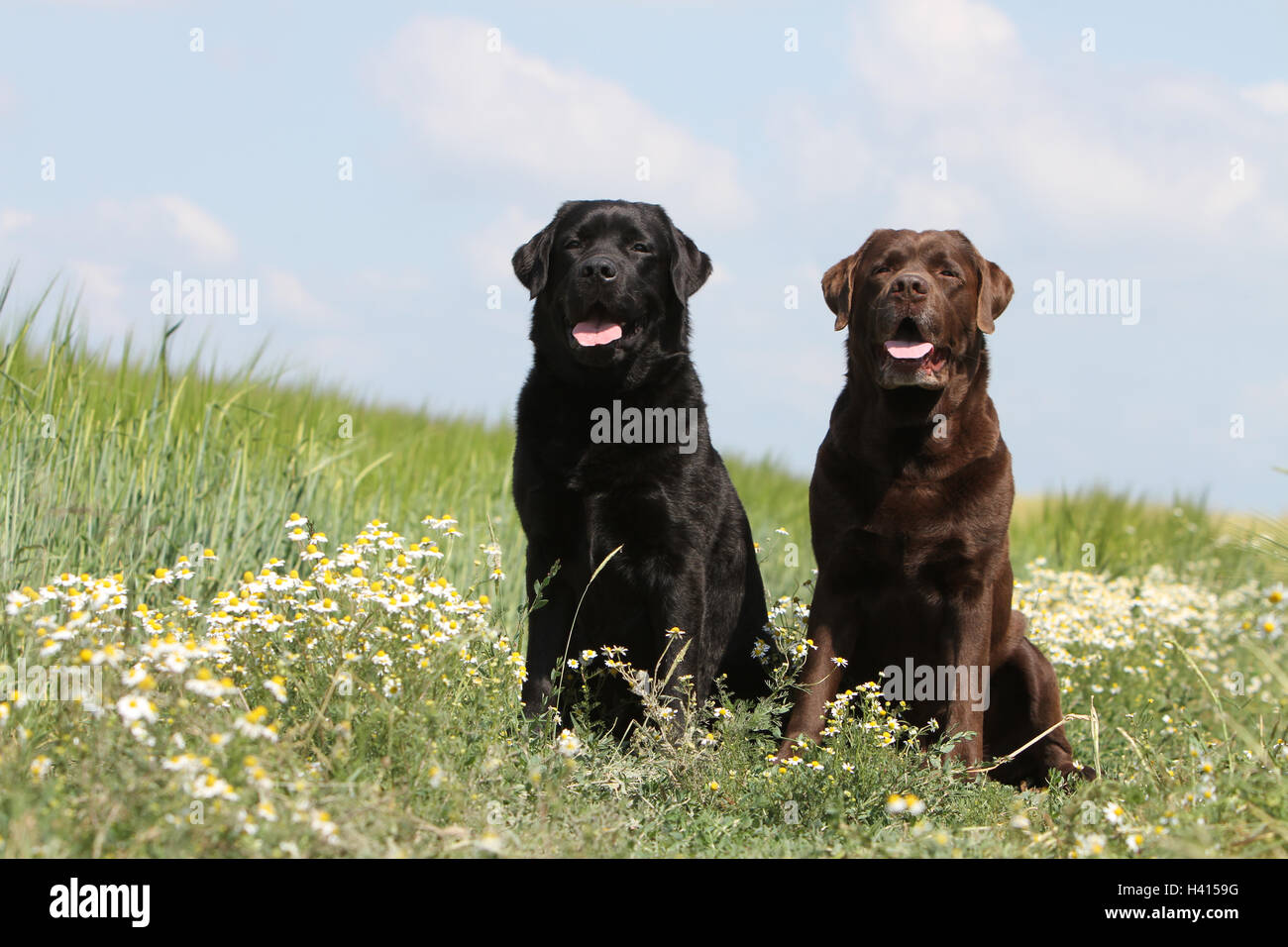 Dog Labrador Retriever two adult different colors (chocolate and black ...