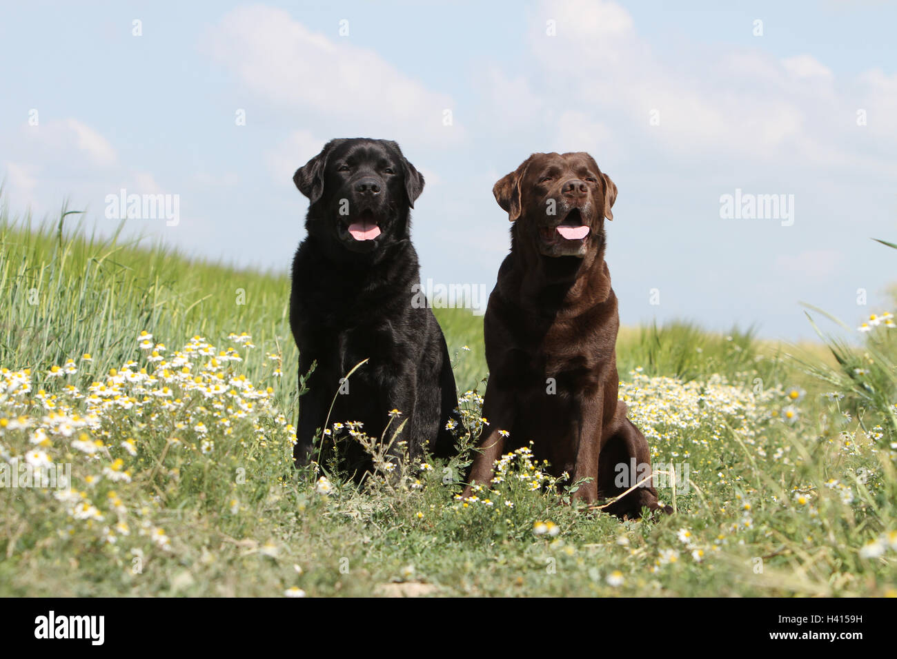 Dog Labrador Retriever two adult different colors (chocolate and black ...
