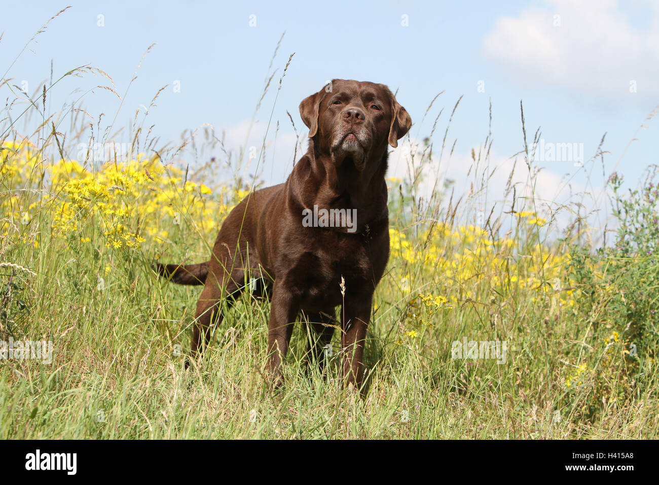 Cream labrador hi-res stock photography and images - Alamy