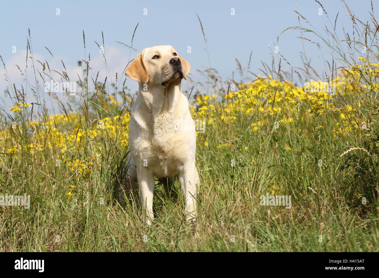 Adult yellow labrador retriever hi-res stock photography and images - Alamy