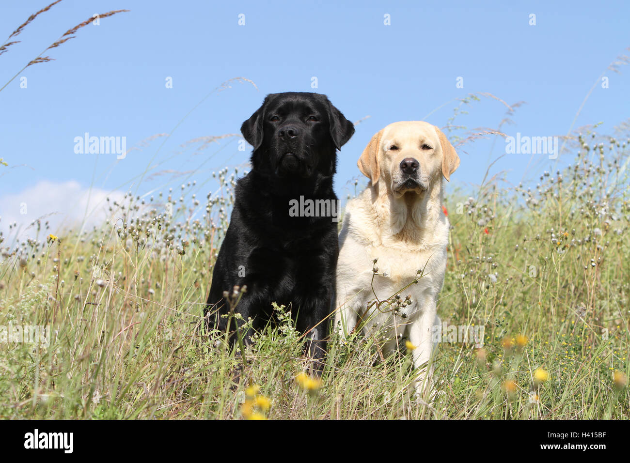 Black and yellow labs hi-res stock photography and images - Alamy