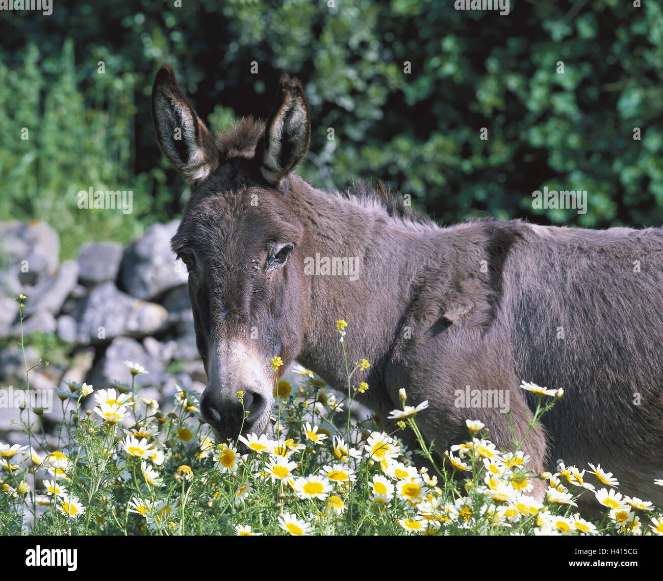 Greece, flower meadow, donkey, detail, Europe, Southeast, Europe, Ellas ...