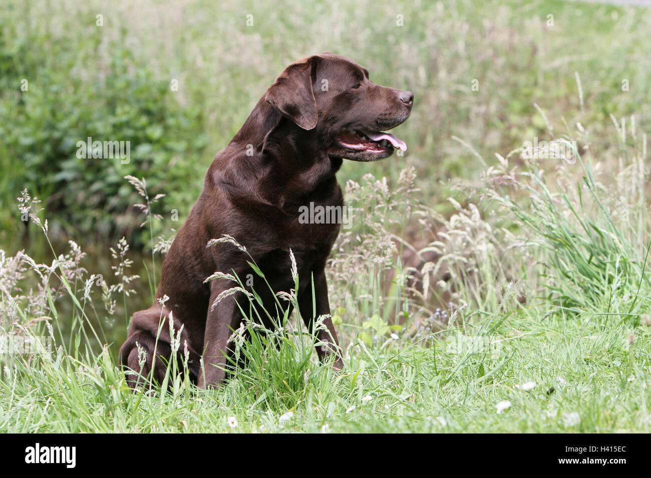 Adult chocolate labrador retriever hi-res stock photography and images ...