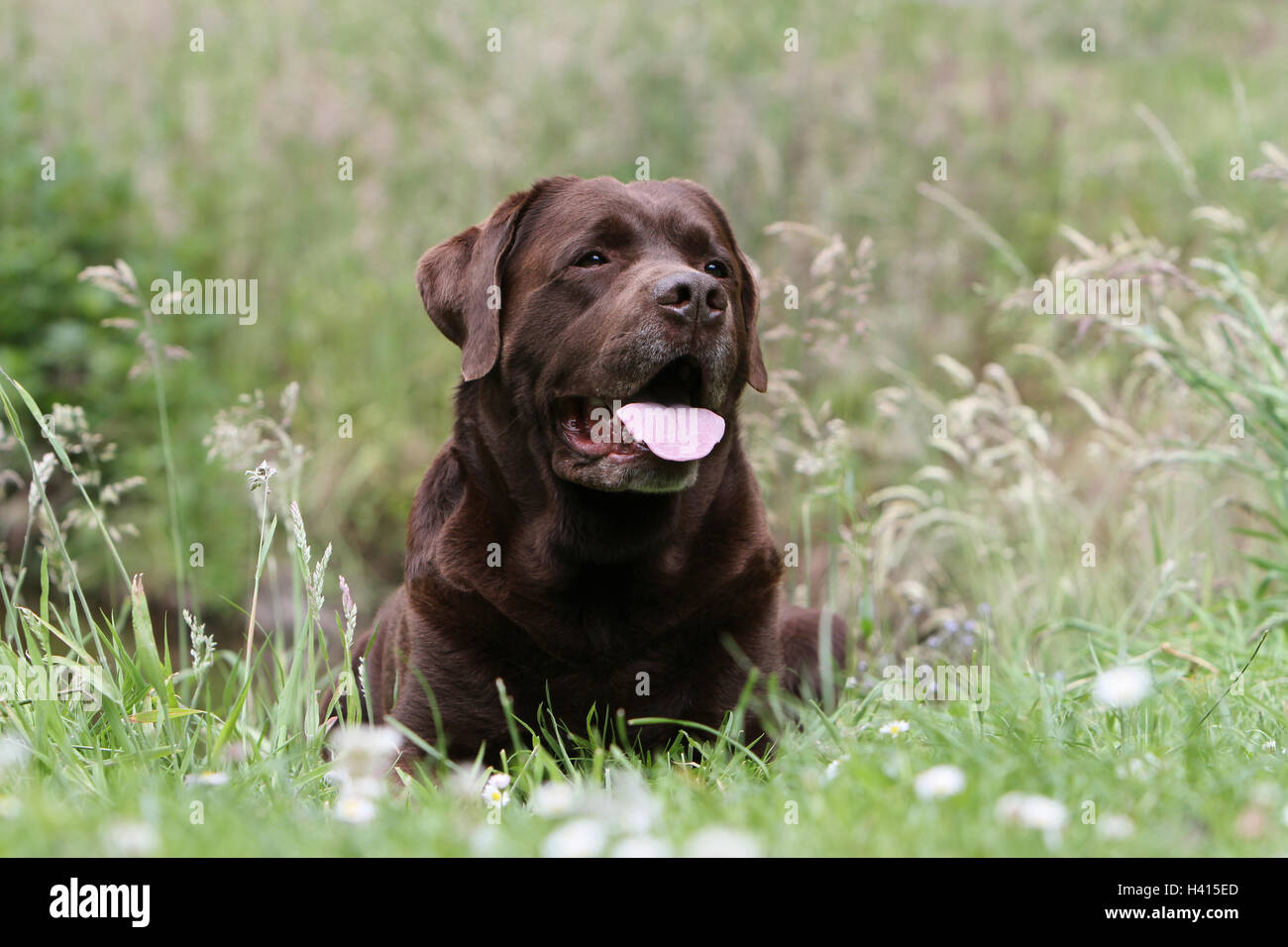 Dog Labrador Retriever adult (chocolate) lying Stock Photo - Alamy
