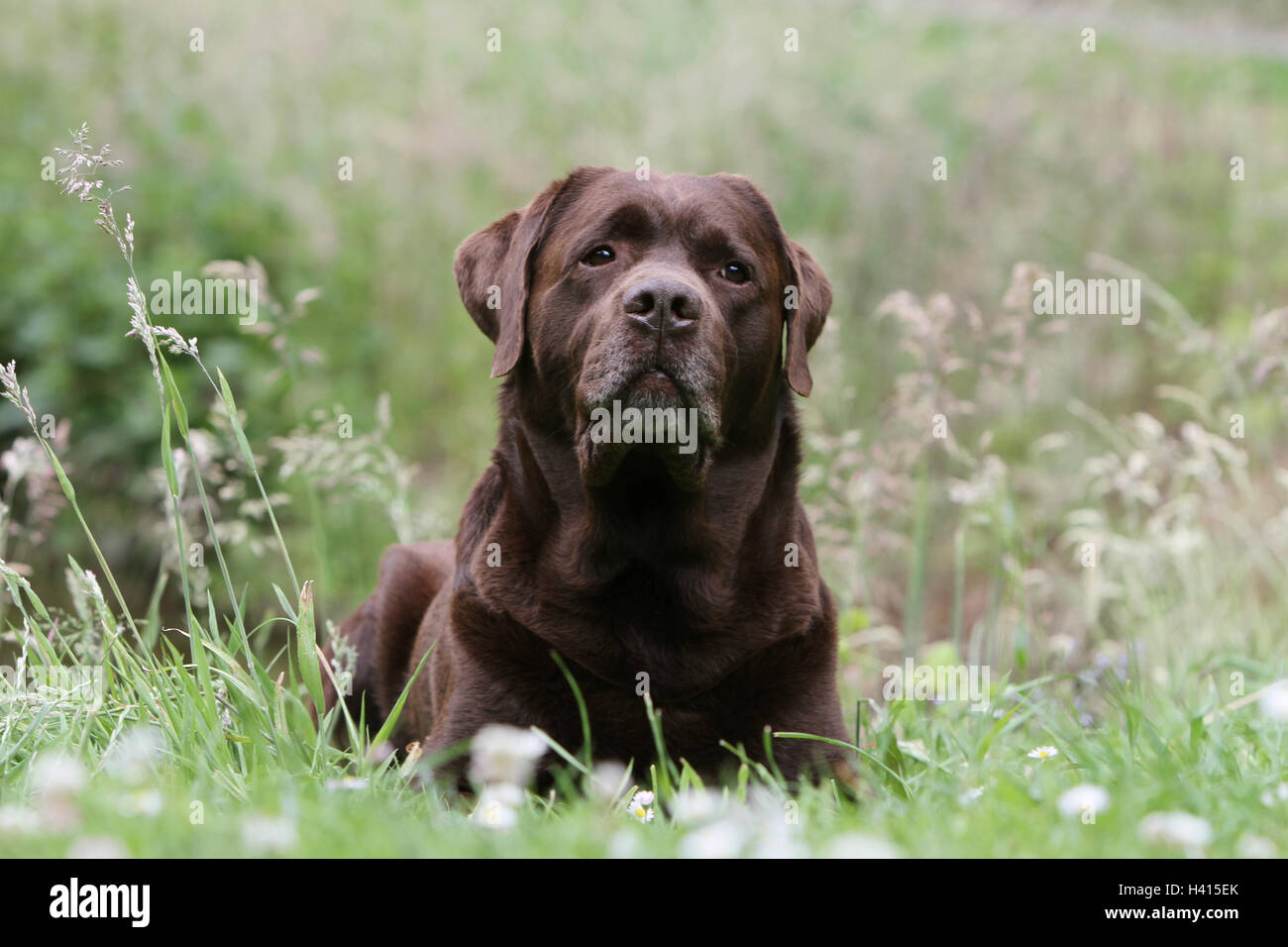 Adult Chocolate Labrador Retriever Sitting High Resolution Stock ...