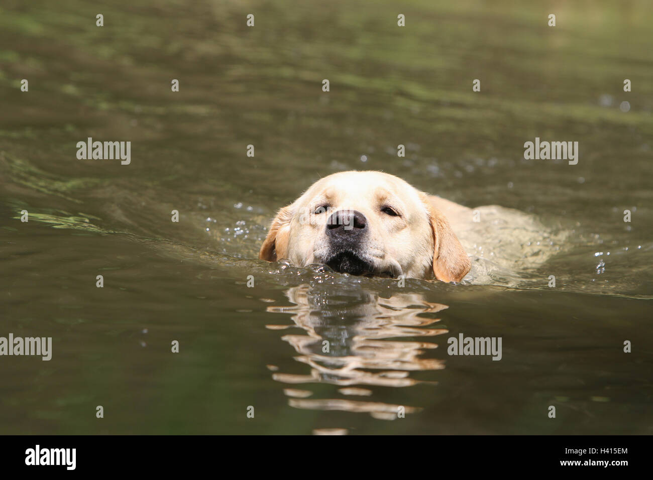 Dog Labrador Retriever adult (yellow) swimming in a lake Stock Photo ...