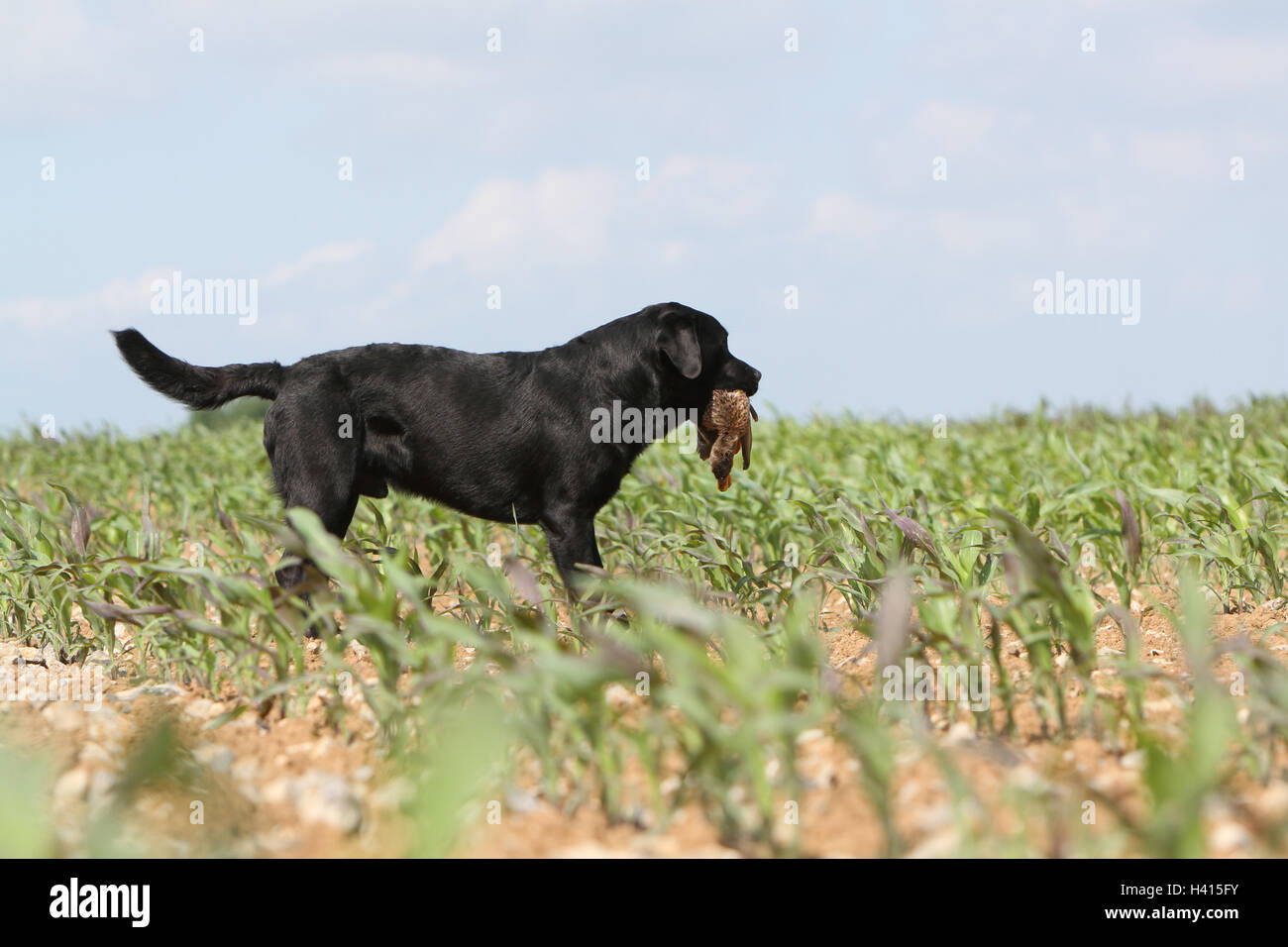 Dog Labrador Retriever adult (black) standing profile in a field wild ...