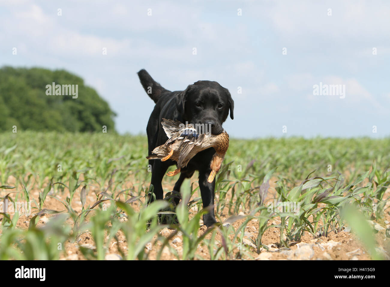 Black labrador retriever retrieving game hi-res stock photography and ...