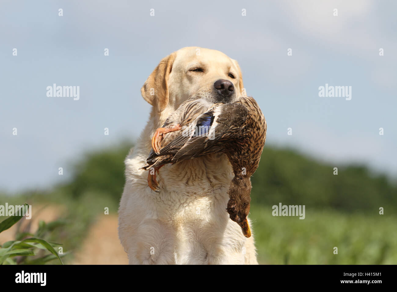 Dog Labrador Retriever adult (yellow) portrait wild game report in the ...