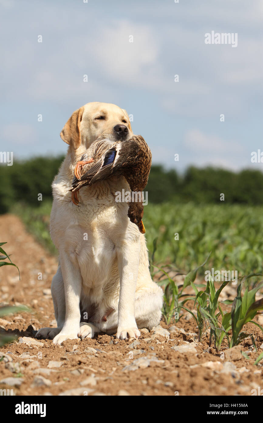 Sitting partridge dog hi-res stock photography and images - Alamy