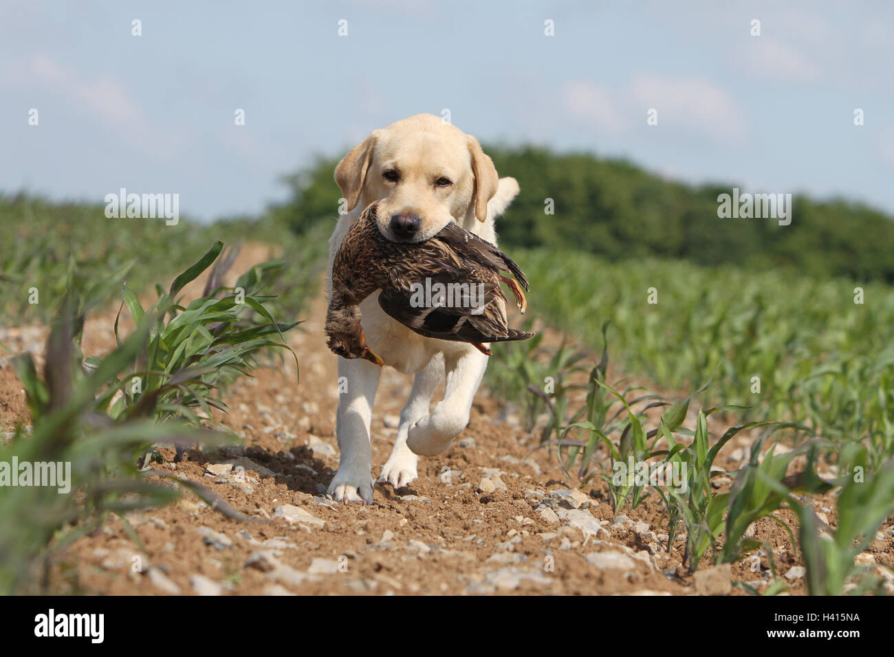 Corn dog dogs hi-res stock photography and images - Alamy