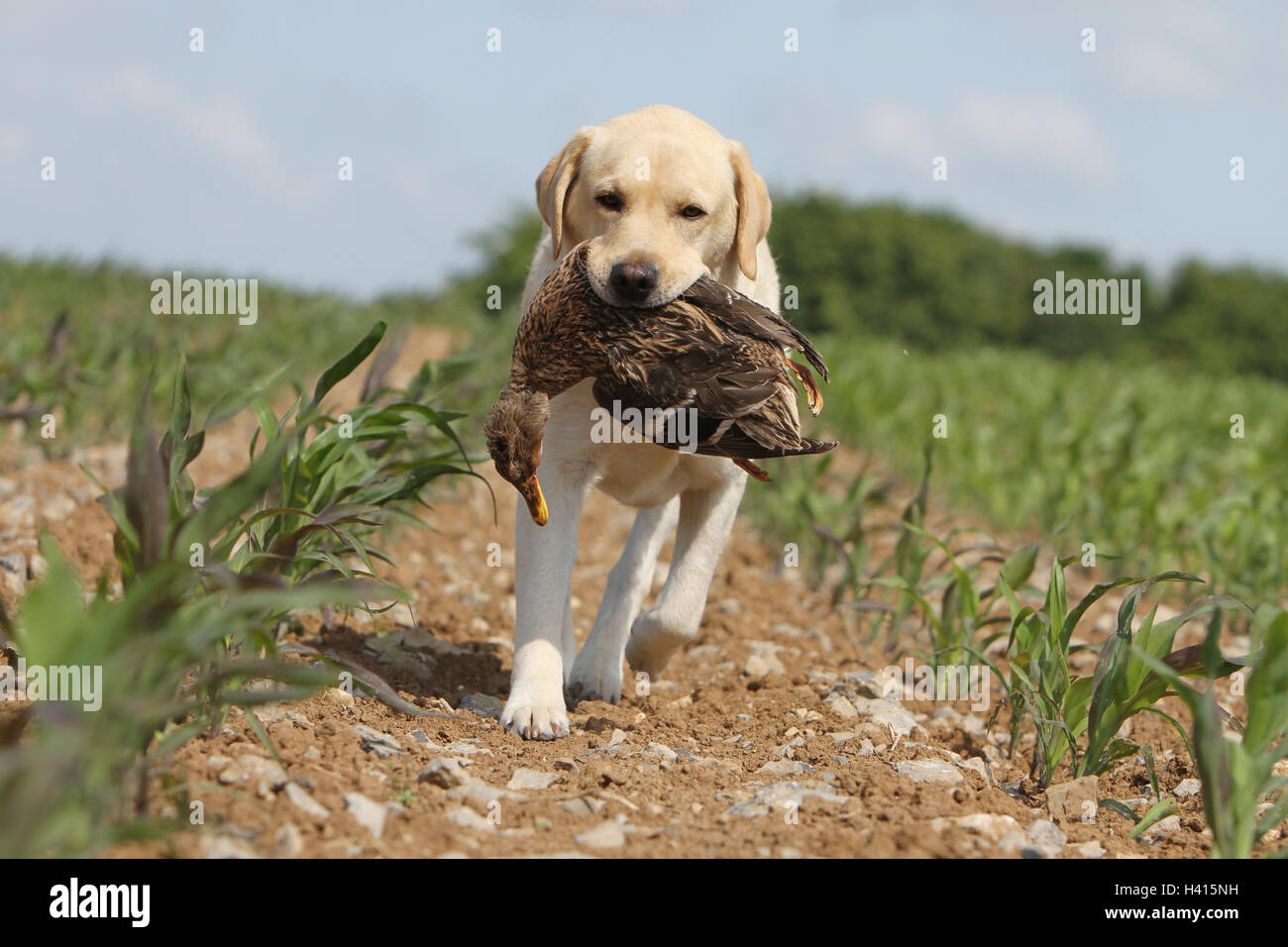 Dog Labrador Retriever adult (yellow) standing in a corn field wild ...