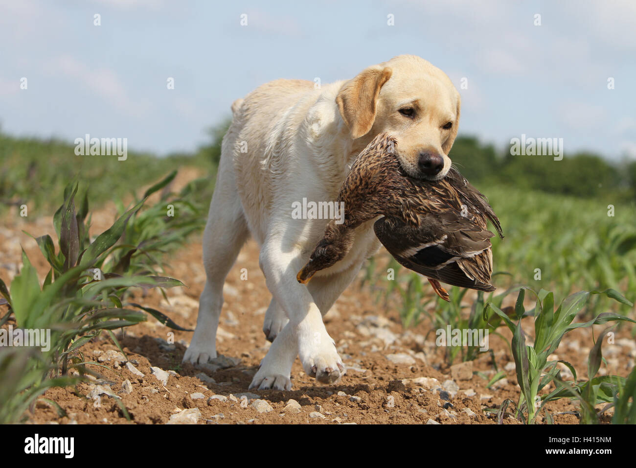 Dog Labrador Retriever adult (yellow) standing in a corn field wild ...