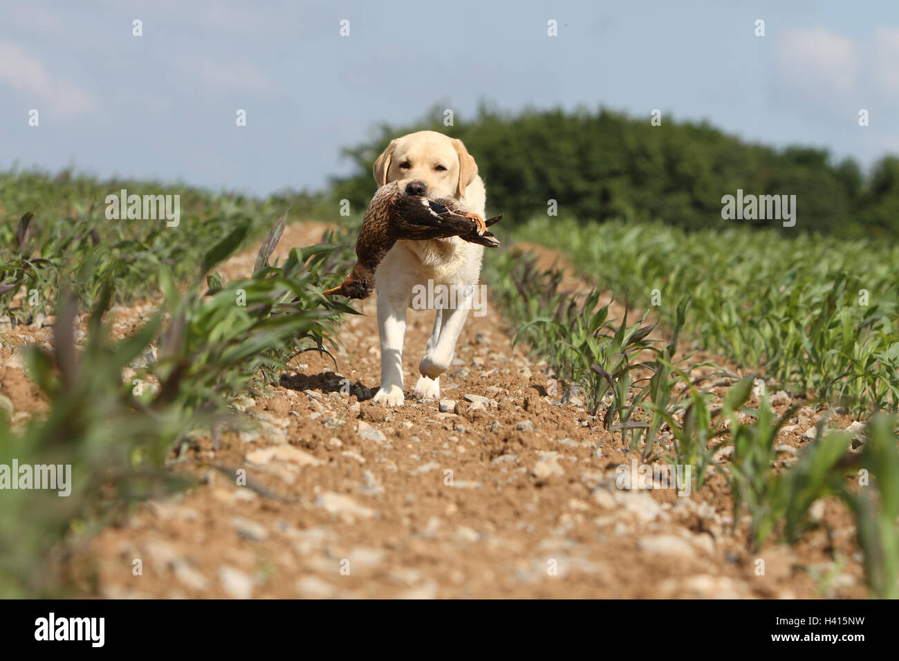 Wild corn dogs hi-res stock photography and images - Alamy