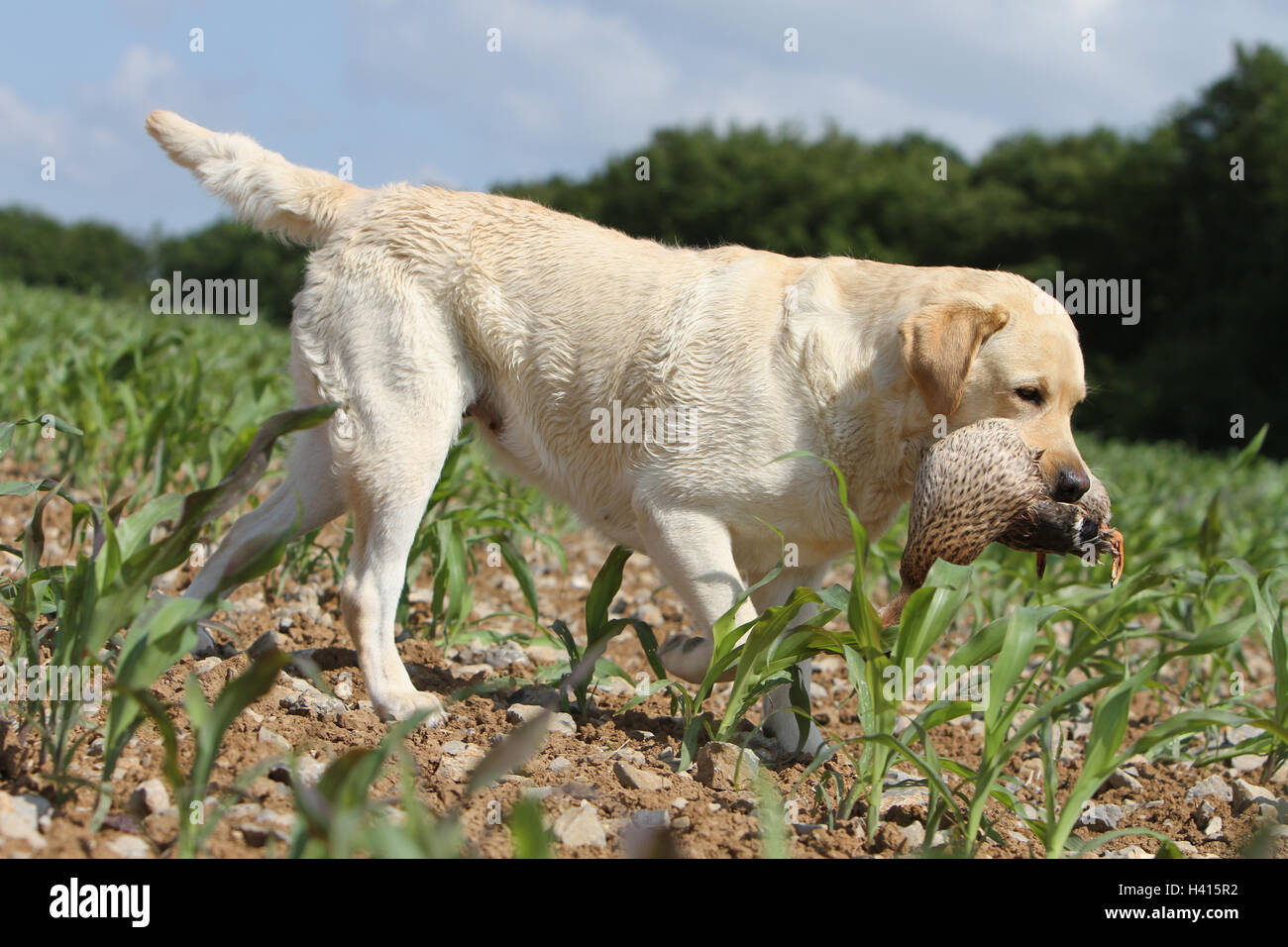 Corn dog dogs hi-res stock photography and images - Alamy