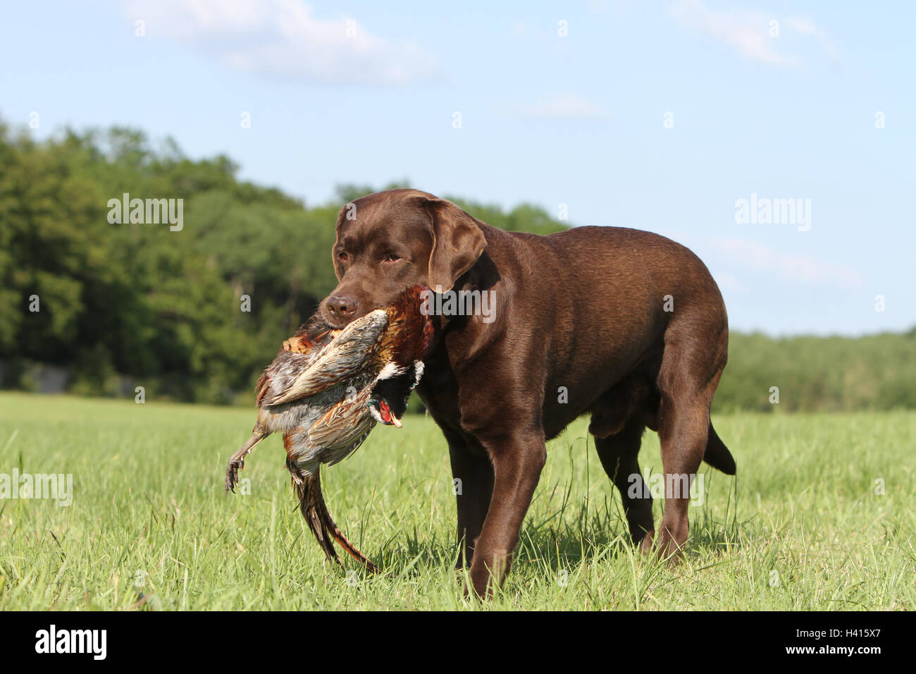 Dog Labrador Retriever adult (chocolate) in a meadow wild game report ...