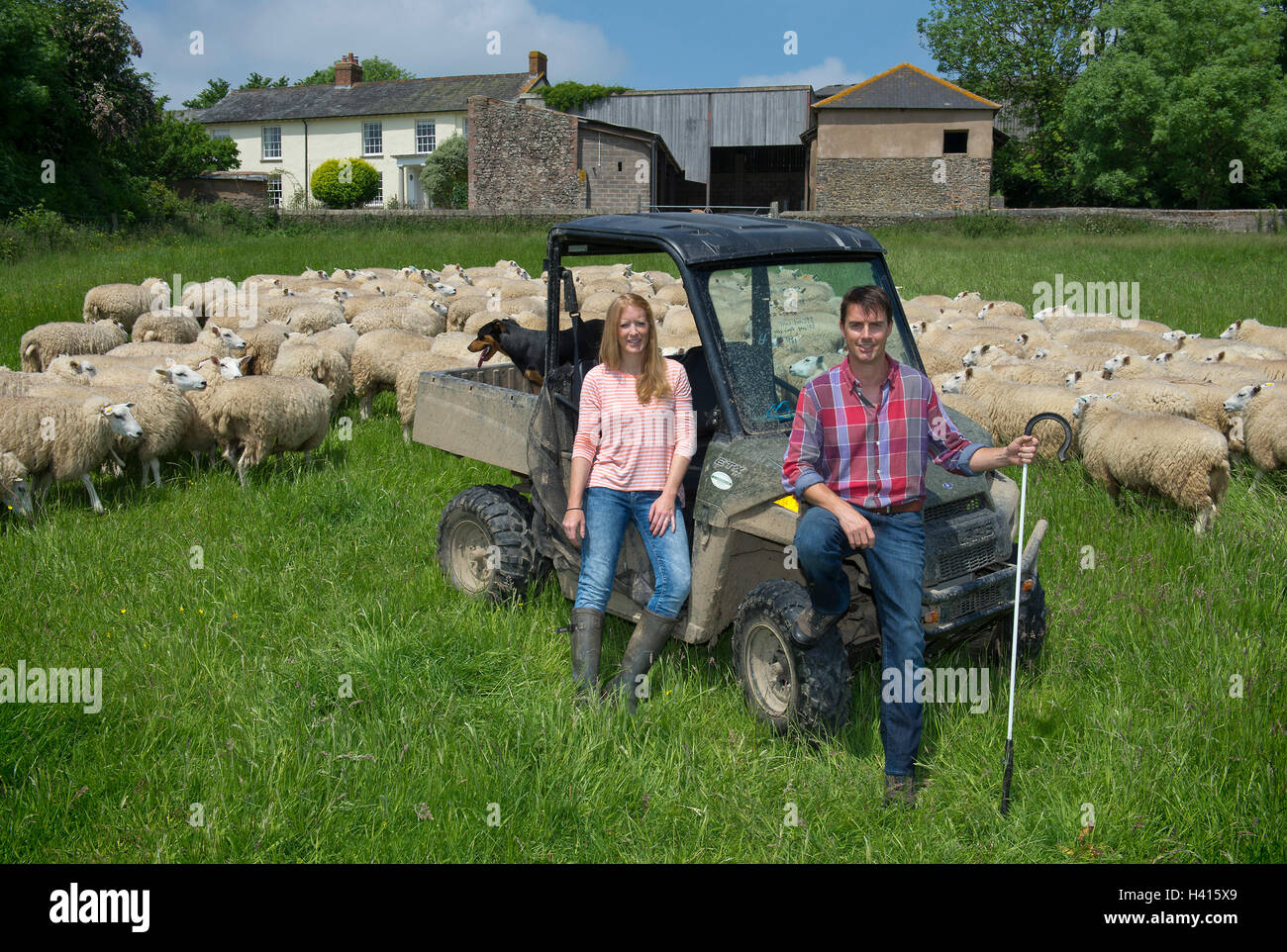 Good life sheep hi-res stock photography and images - Alamy