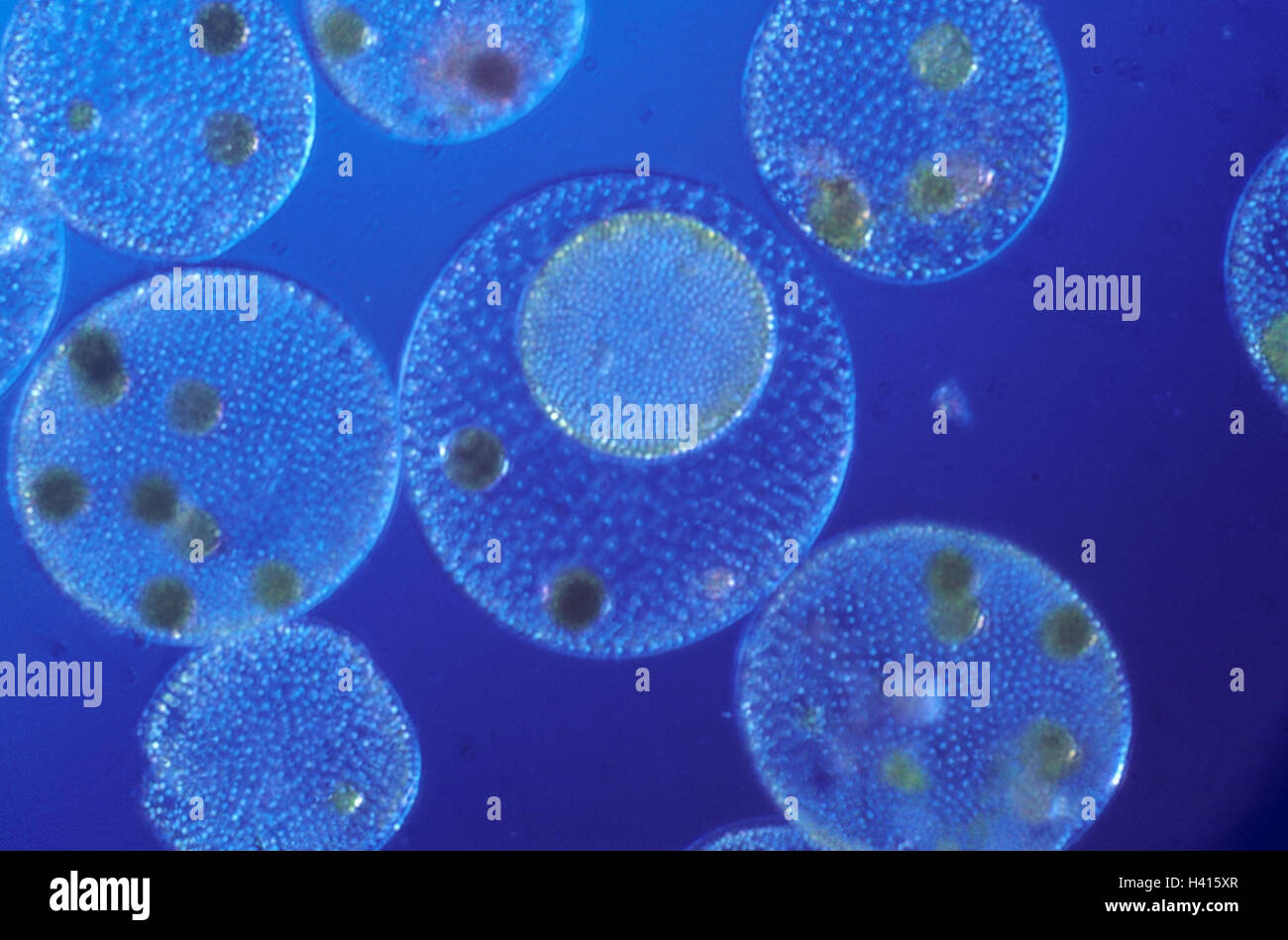 Microscope recordings, sphere algae, Volvox aureus, near, green alga ...