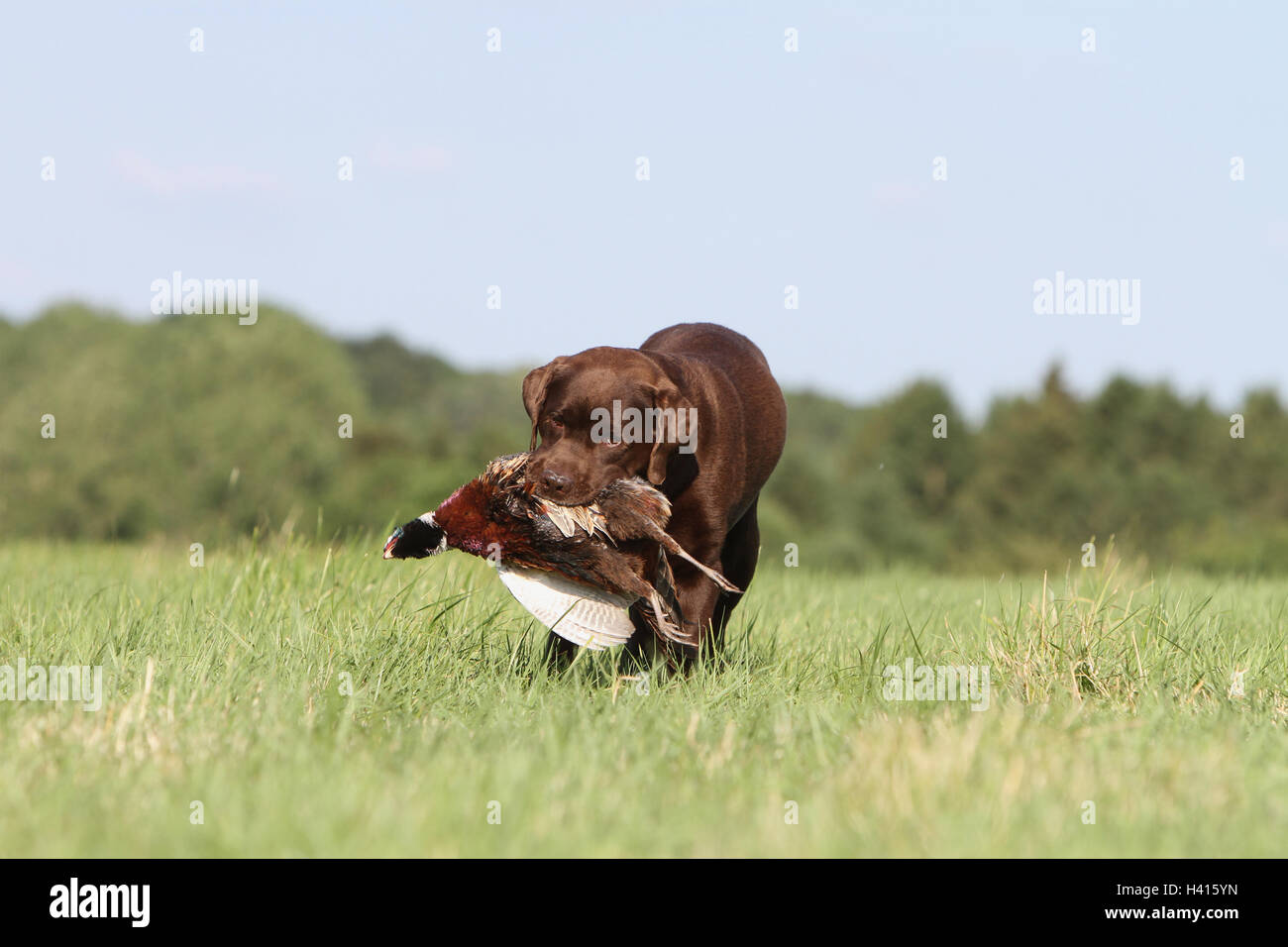 Dog Labrador Retriever adult (chocolate) in a meadow wild game report ...