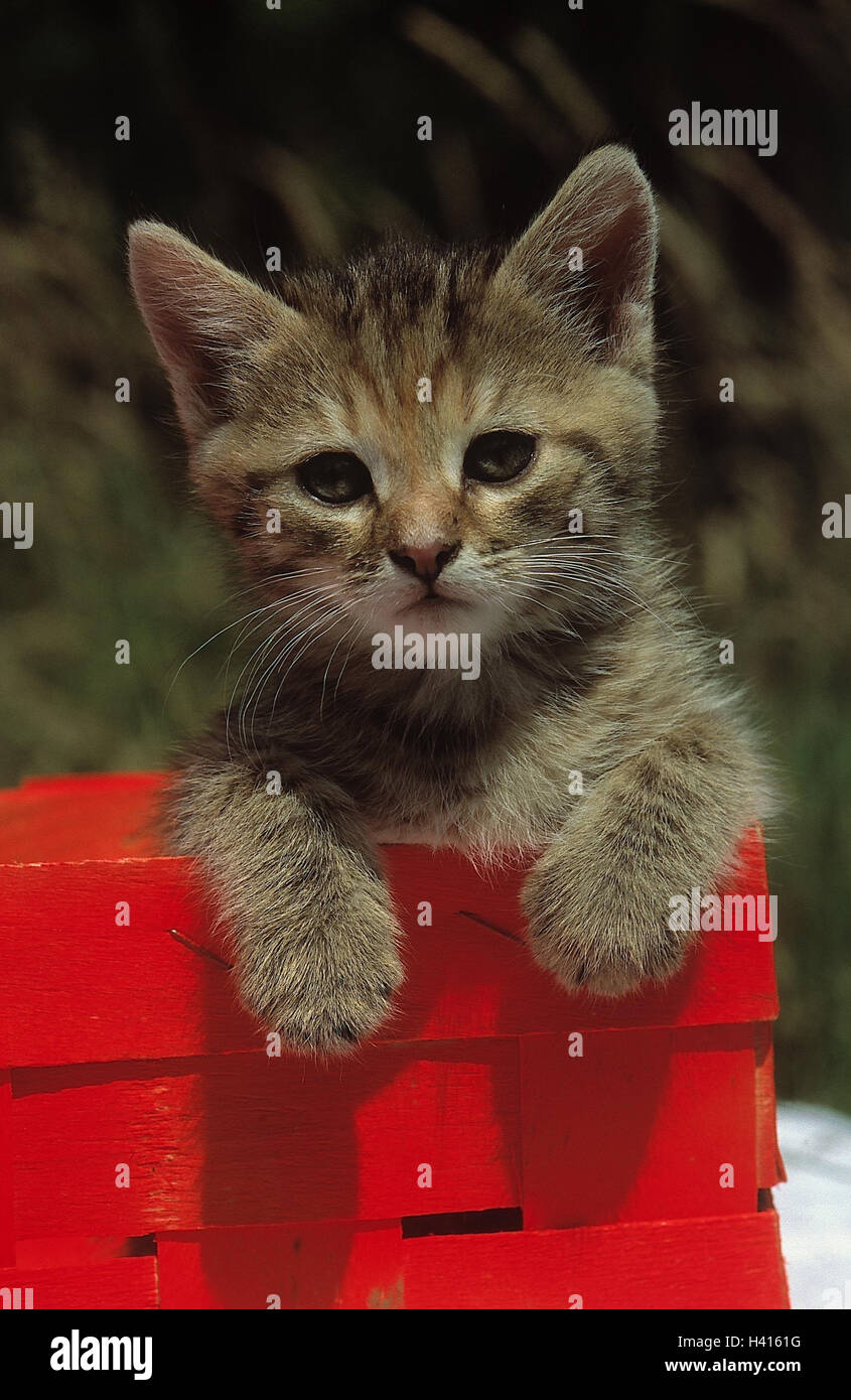 wooden box, red, cat, young, portrait, animal, animals, mammal, mammals ...