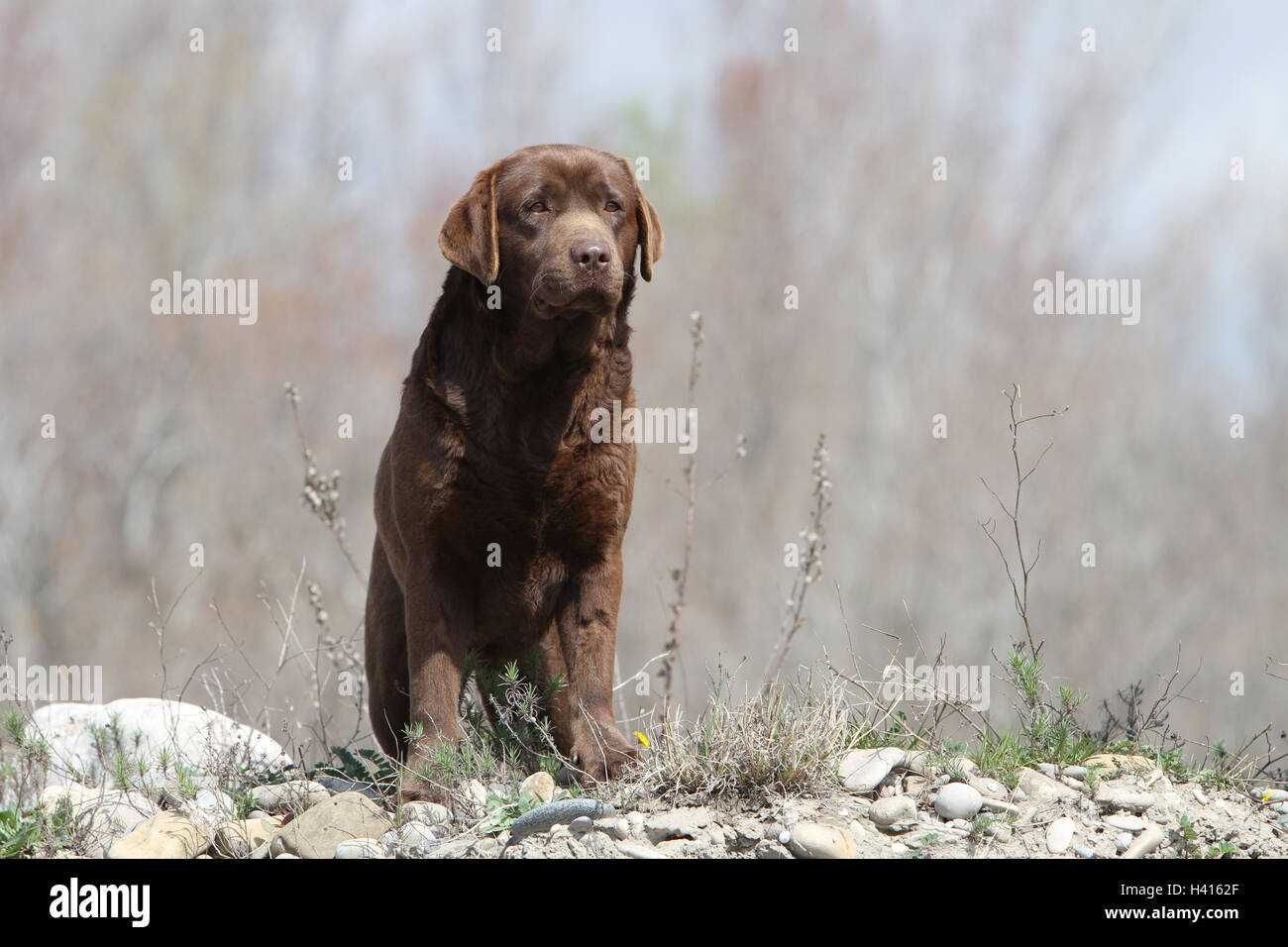Dog Labrador Retriever adult (chocolate) standing face Stock Photo - Alamy