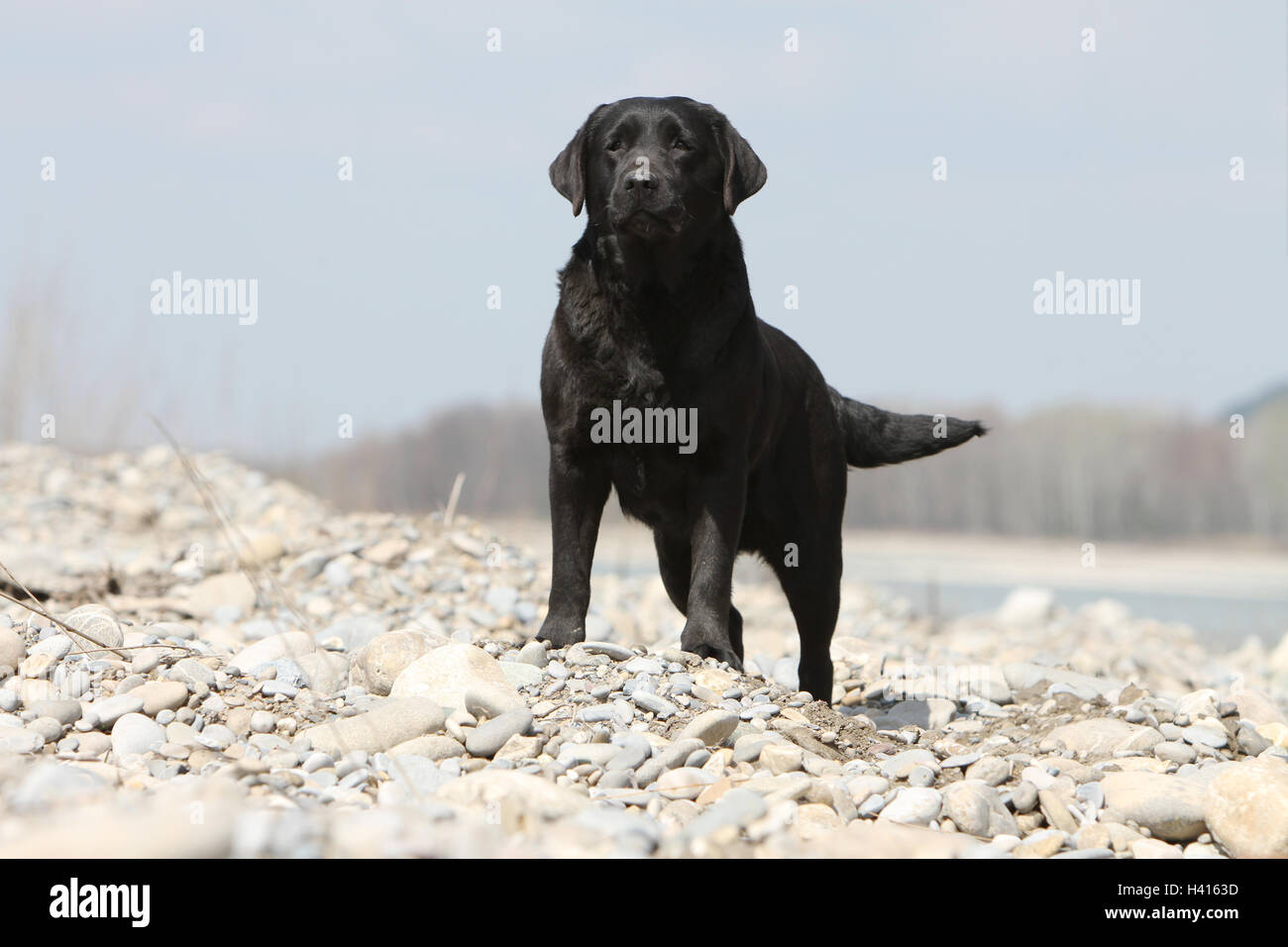 Lab stand hi-res stock photography and images - Alamy