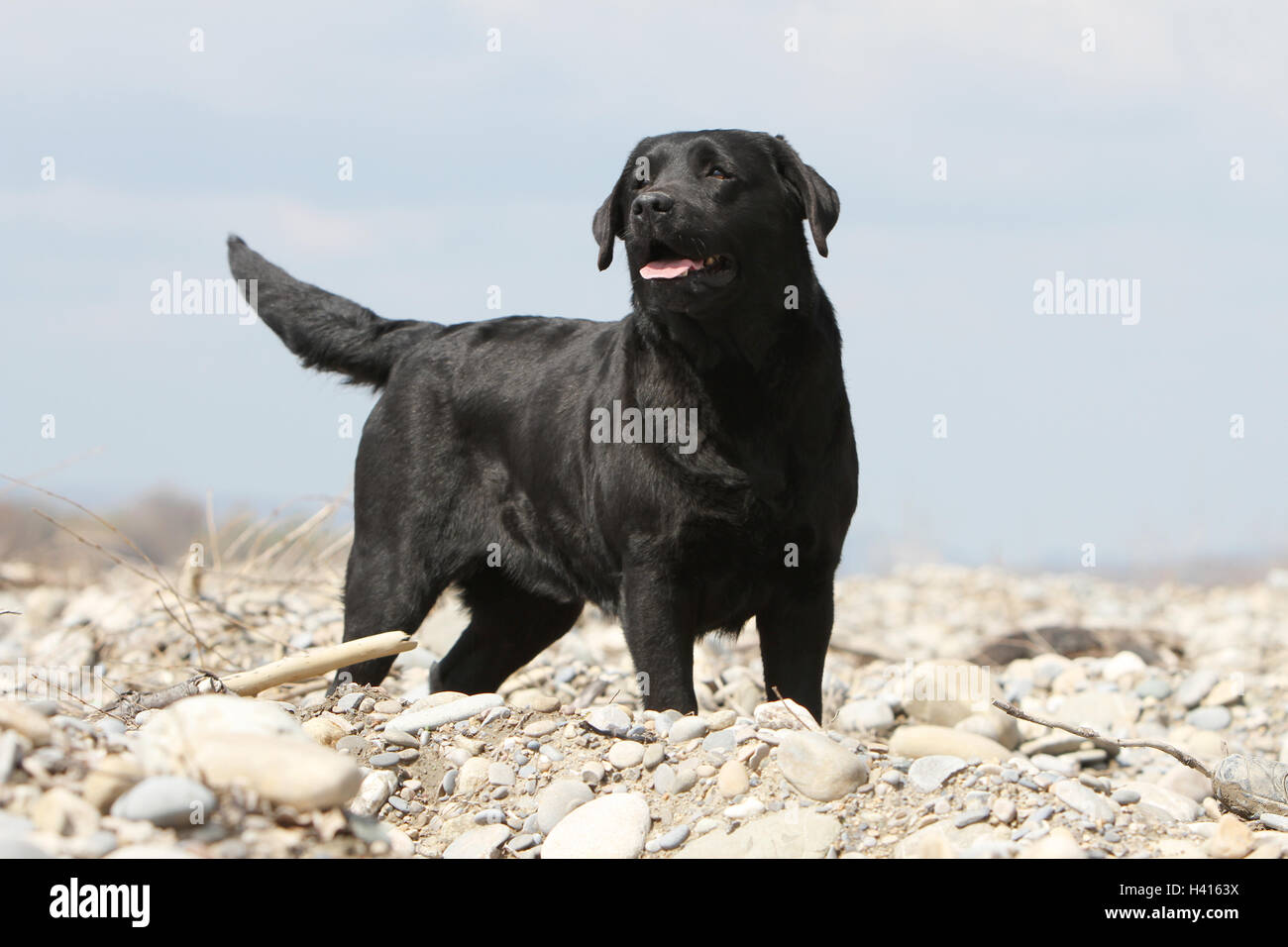 Lab stand hi-res stock photography and images - Alamy