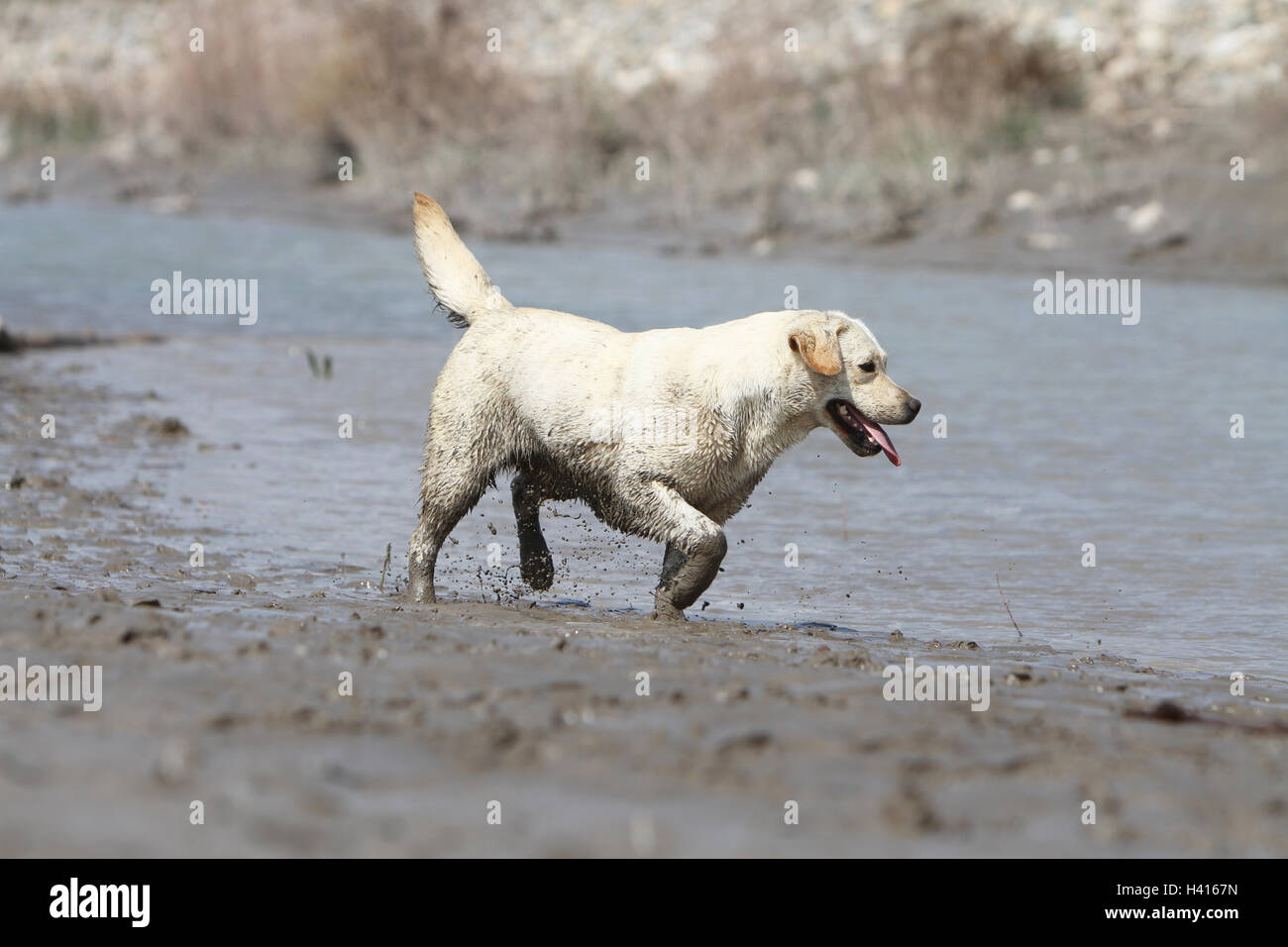 Yellow labrador retrievers standing hi-res stock photography and images ...