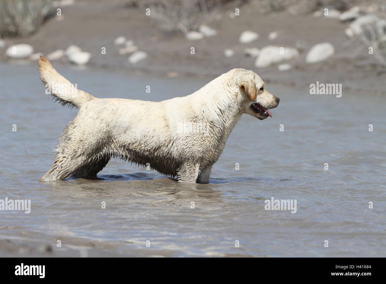 Dog Labrador Retriever adult (yellow)standing in the river Stock Photo ...