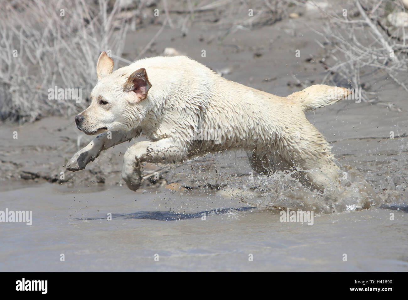 Dog Labrador Retriever adult jump jumping yellow Stock Photo - Alamy